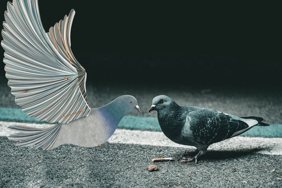 Pigeon Flying Mobile – Tulia's Artisan Gallery